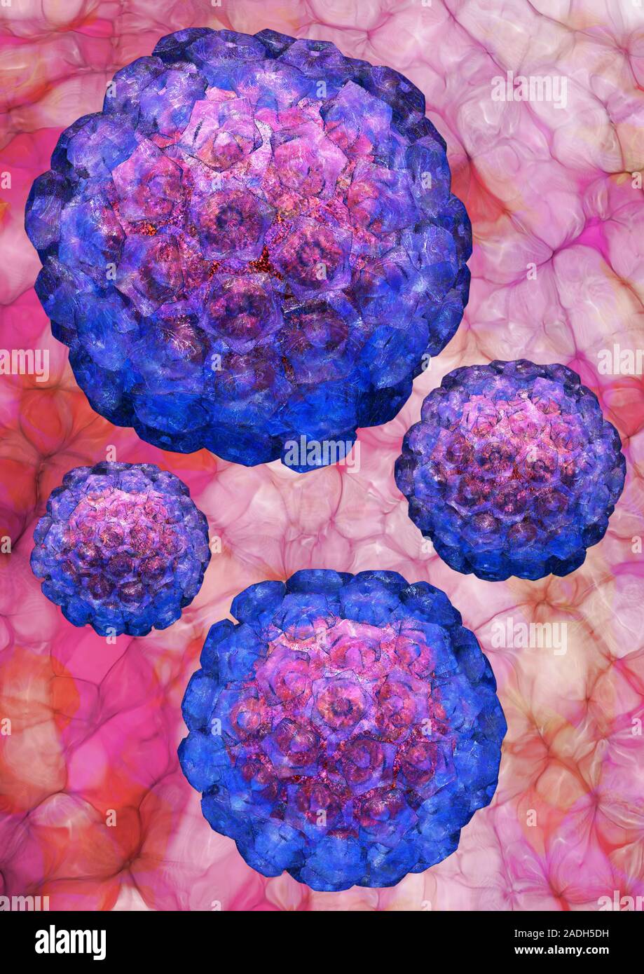 This image may not be used in educational posters Human papilloma ...