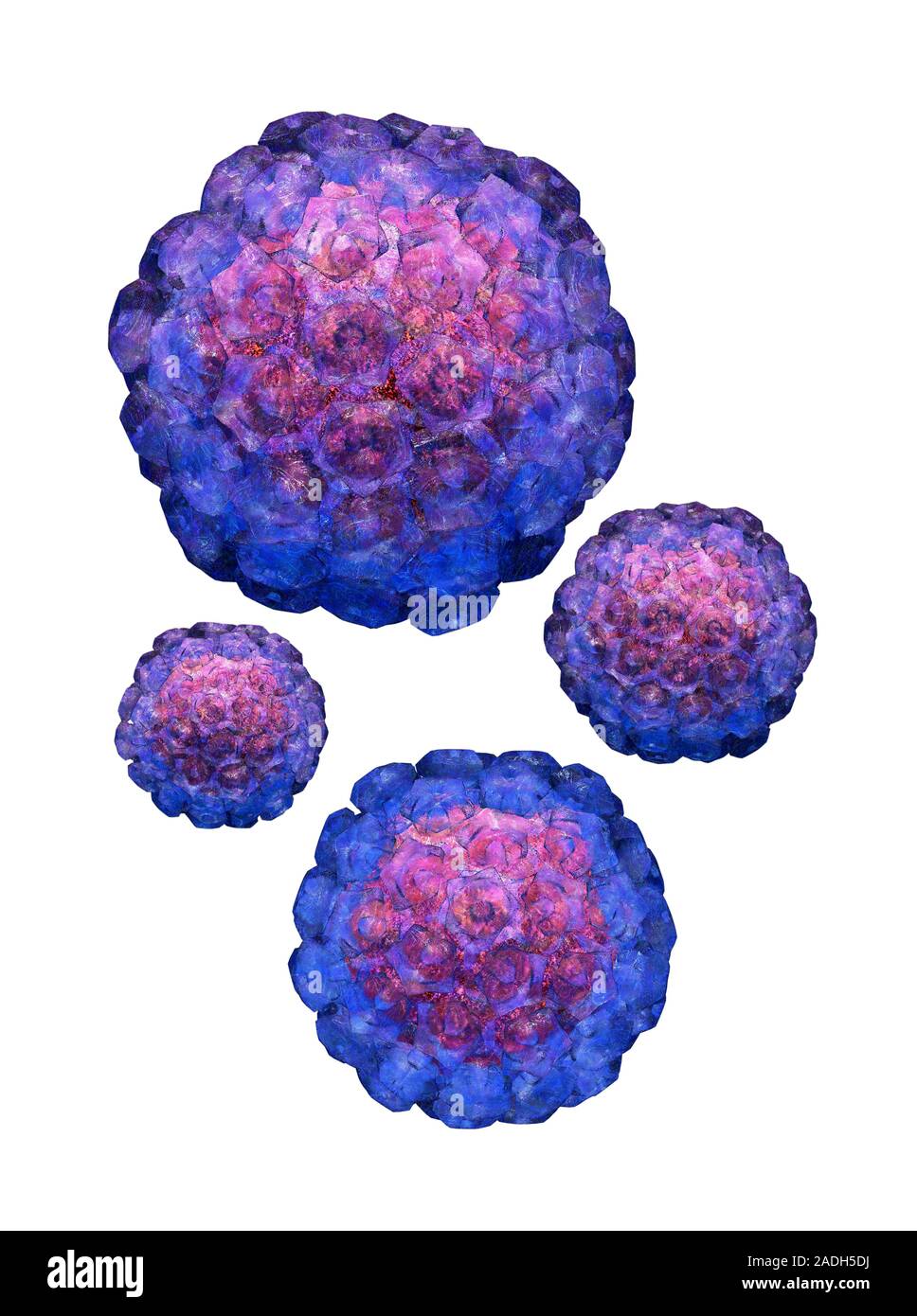 This image may not be used in educational posters Human papilloma ...