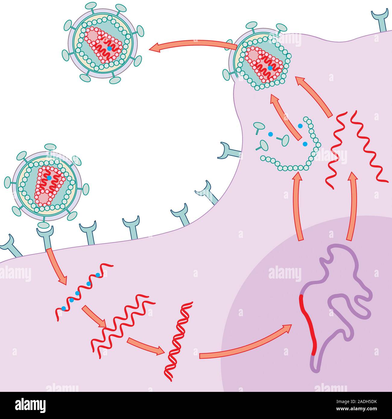 HIV replication. Computer artwork of the replication cycle of the human ... HIV replication. Computer artwork of the replication cycle of the human ...