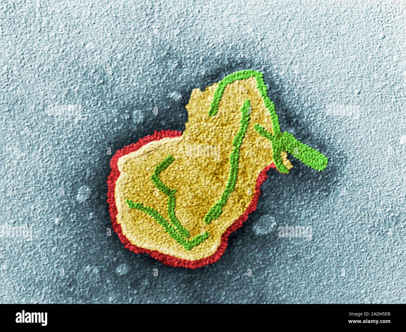 Paramyxovirus particle. Coloured transmission electron micrograph (TEM ...