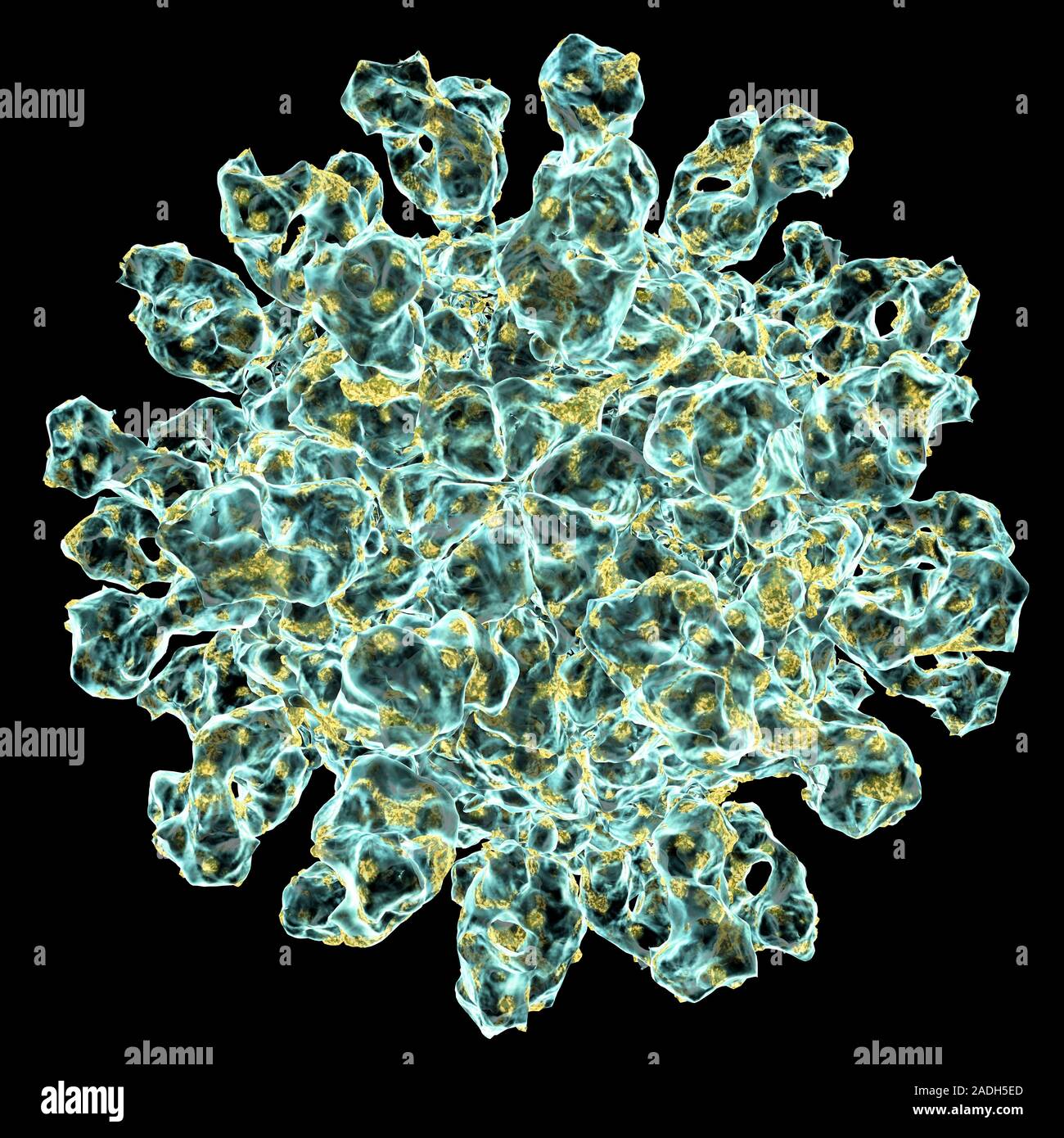 Foot-and-mouth disease virus. Computer model of the foot-and-mouth ...