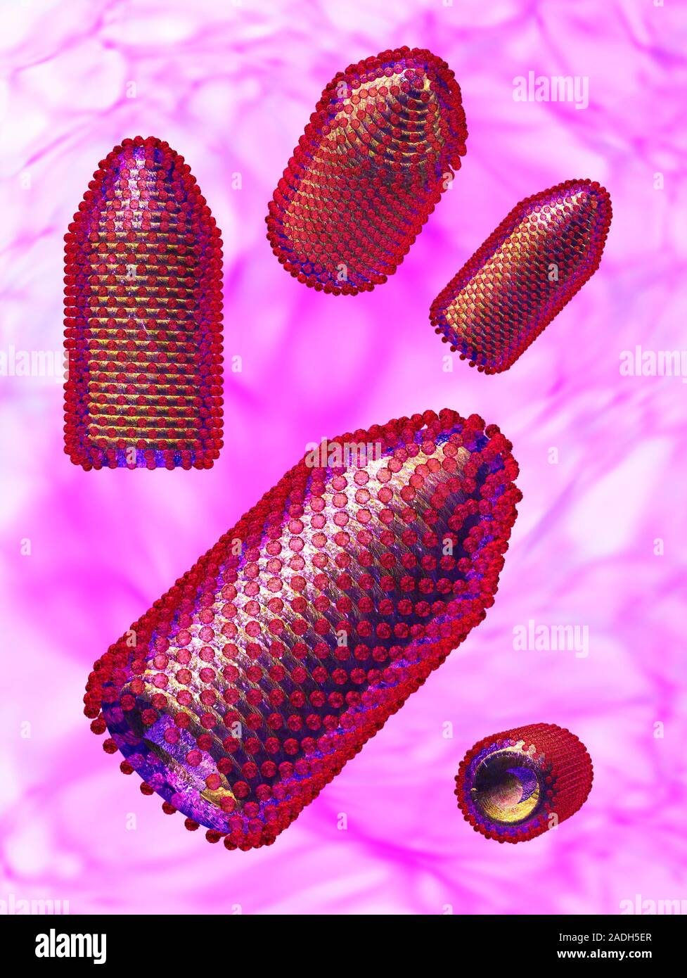 This image may not be used in educational posters Rabies virus ...