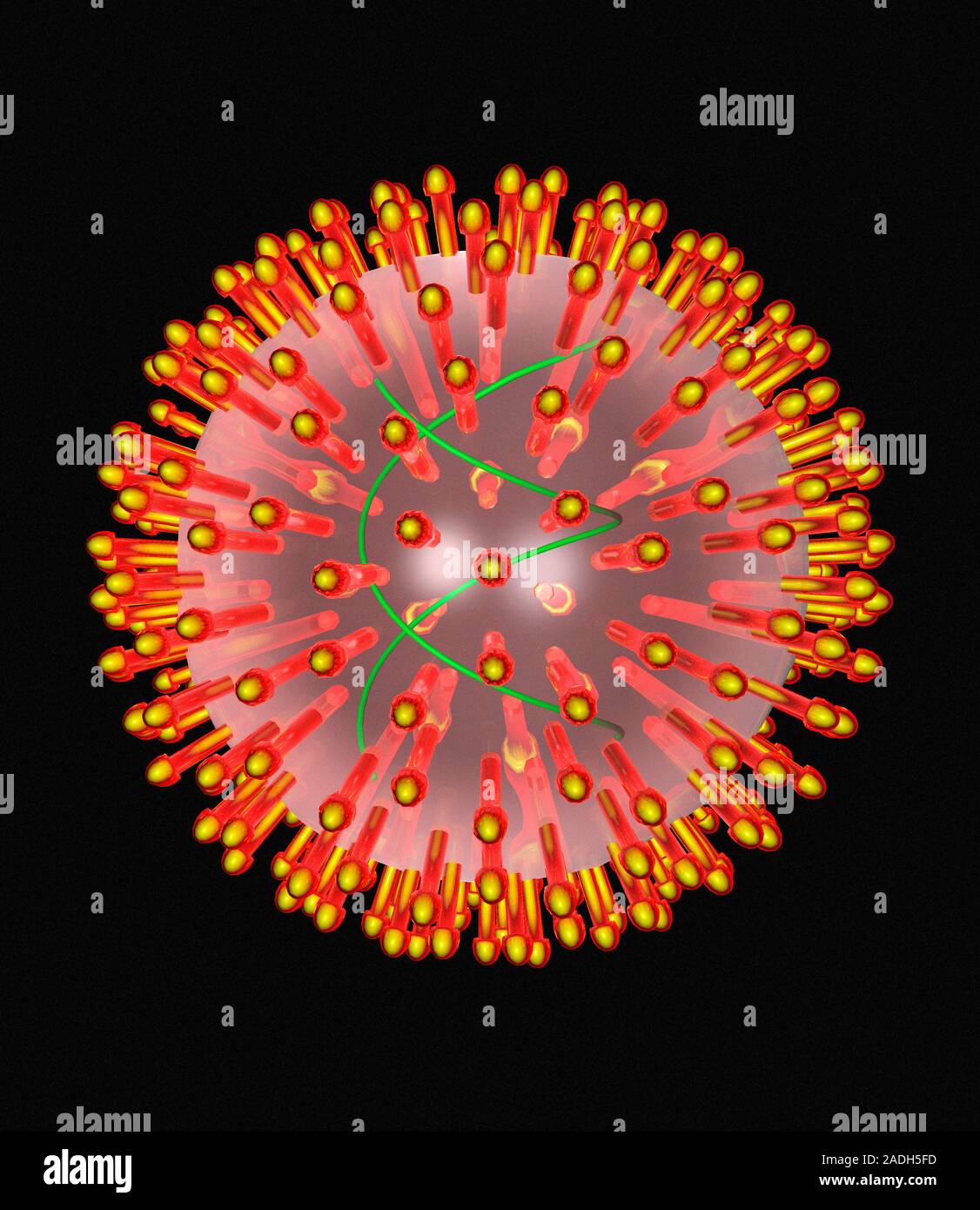 Herpes virus particle, computer artwork. Each particle (virion ...