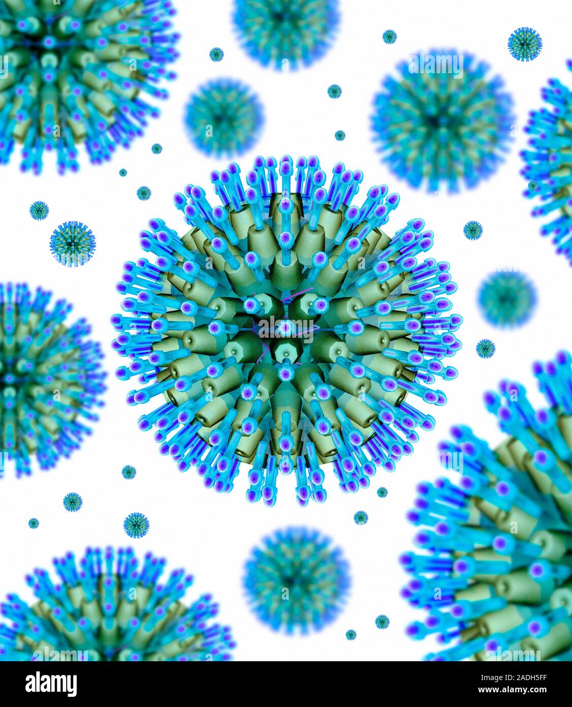 Herpes virus particles, computer artwork. Each particle (virion ...