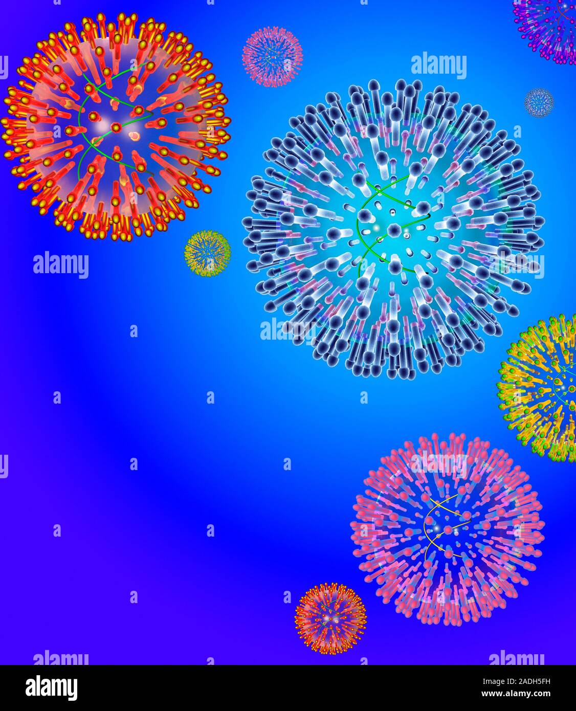Herpes virus particles, computer artwork. Each particle (virion ...