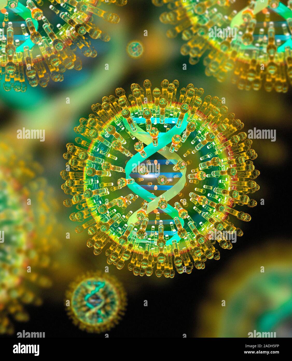Herpes virus particles, computer artwork. Each particle (virion ...