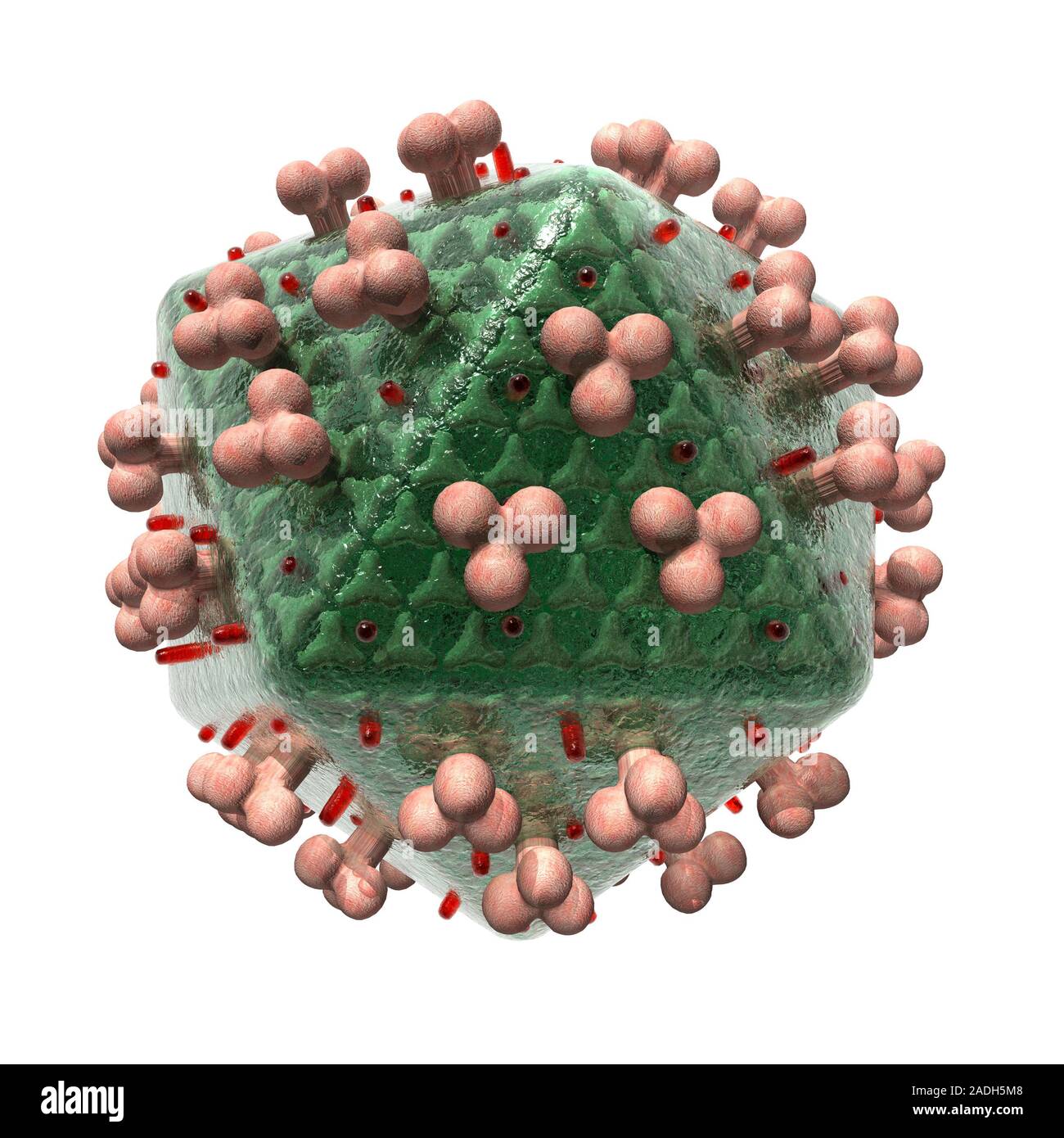 AIDS virus capsid. Computer artwork of the capsid (green) and surface ...