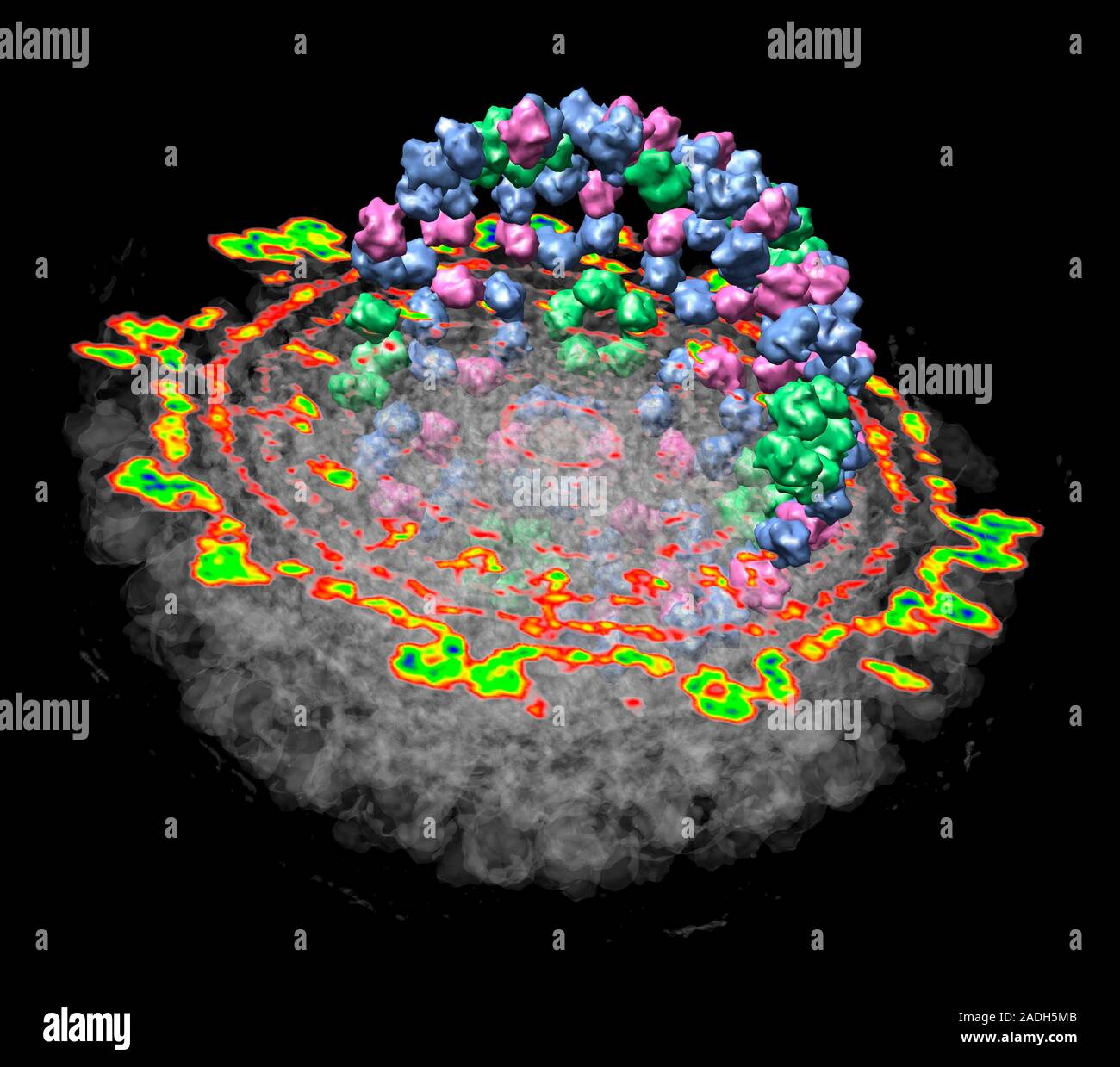 Semliki Forest virus (SFV), computer model. This image was created ...