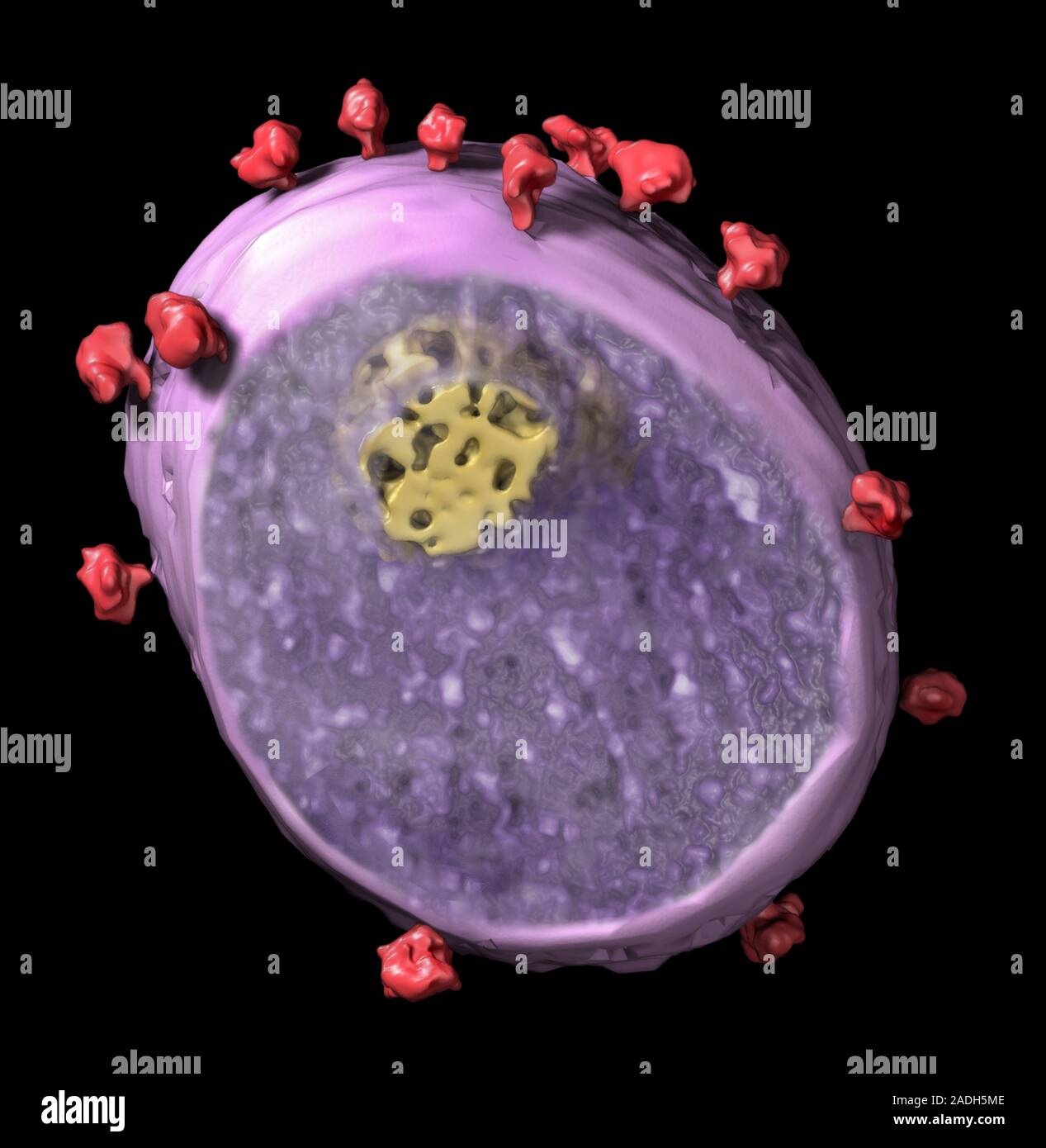 Simian immunodeficiency virus (SIV), computer model. Cross section of ...