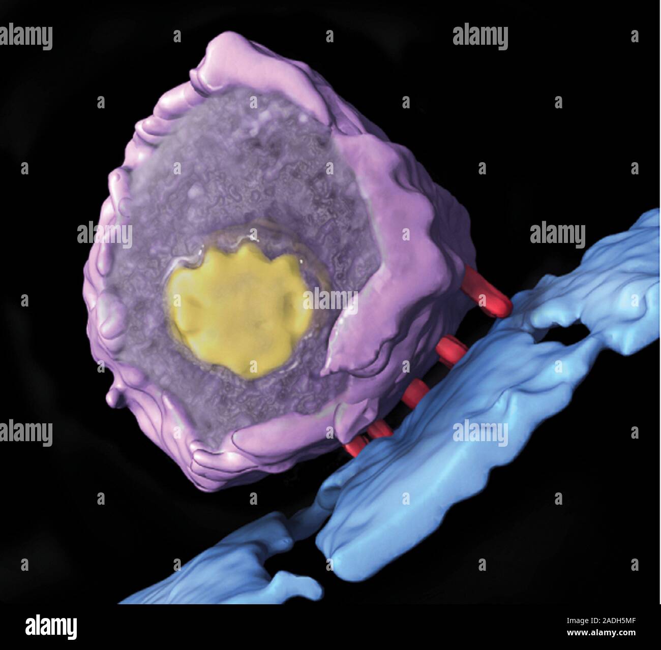 Simian immunodeficiency virus (SIV) attached to host cell membrane ...