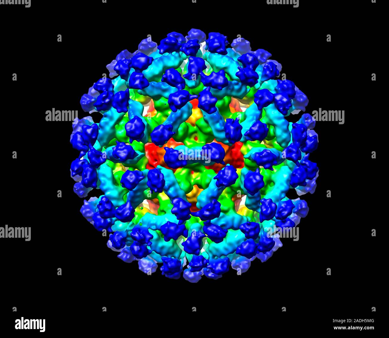 Murine norovirus (MNV) with antibody fragments, computer model. This ...