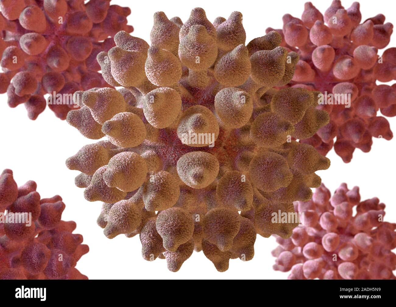 Human papilloma virus particles, computer artwork. Human papilloma ...