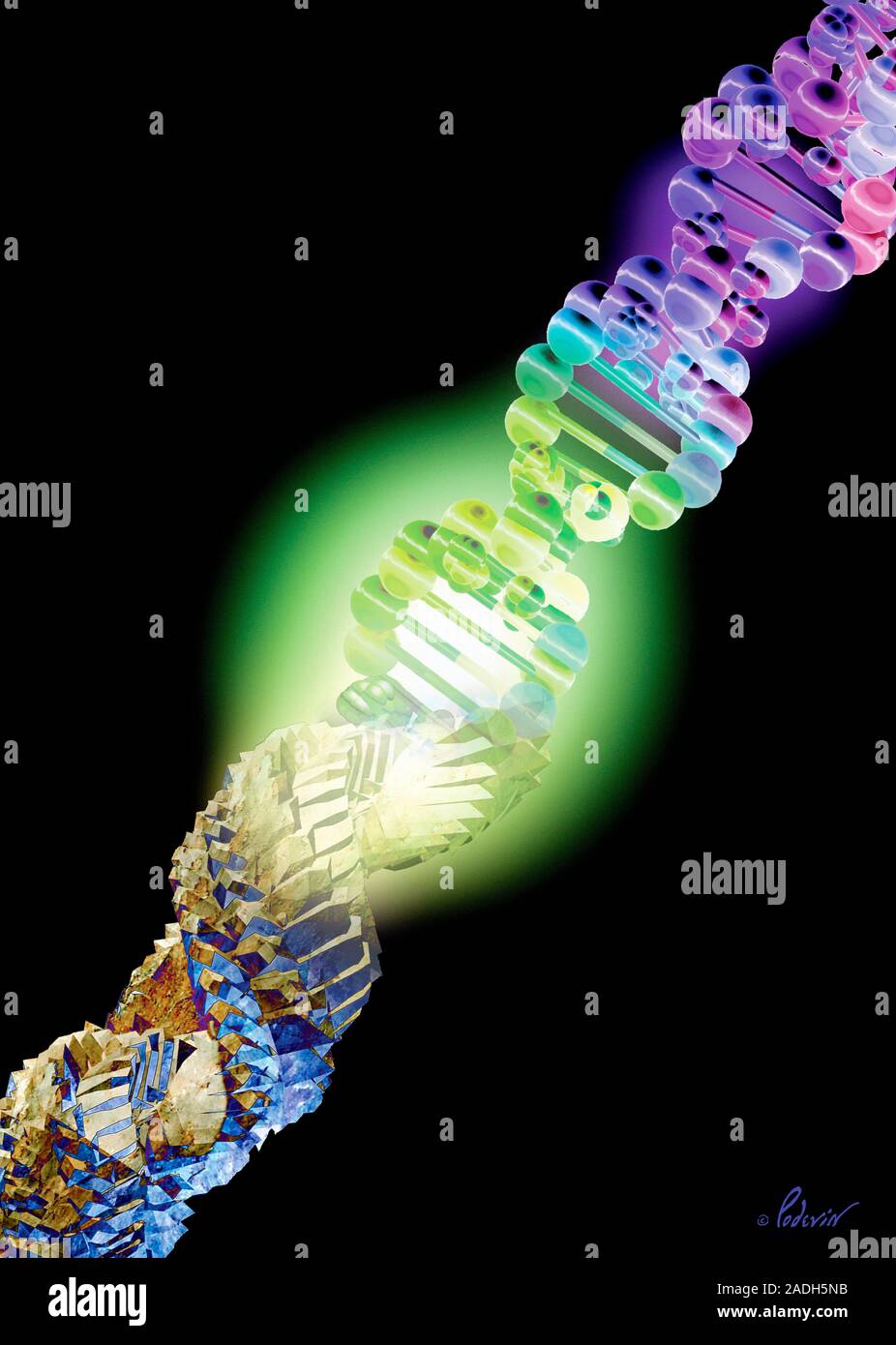 Virus replication. Conceptual computer artwork of viral replication ...