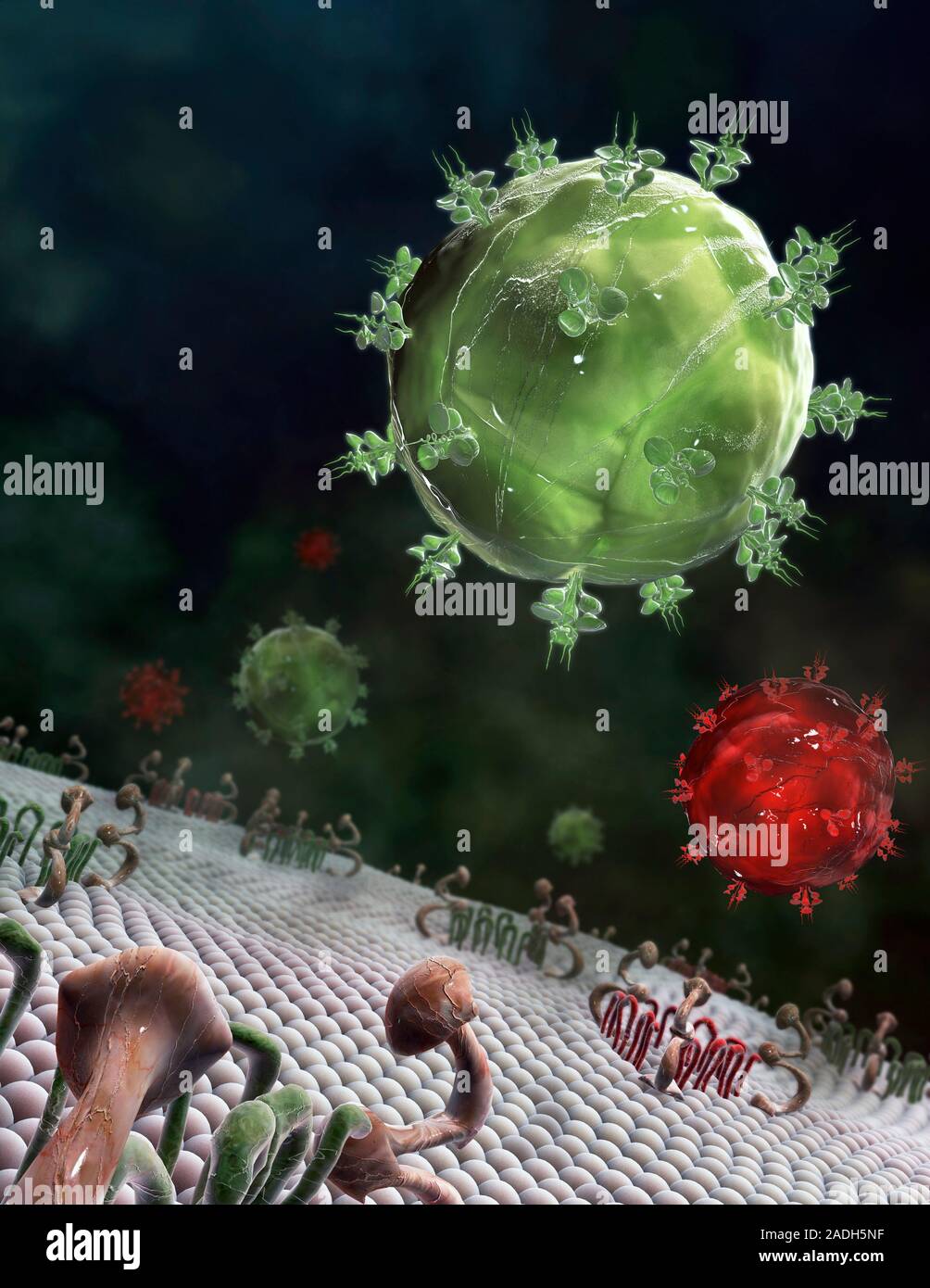 HIV particles. Computer artwork of HIV (human immunodeficiency virus ...