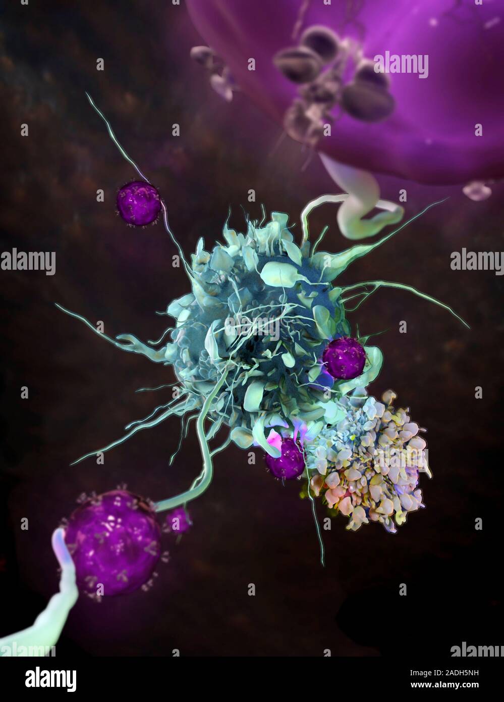 HIV (human immunodeficiency virus) infection. Computer artwork of HIV ...