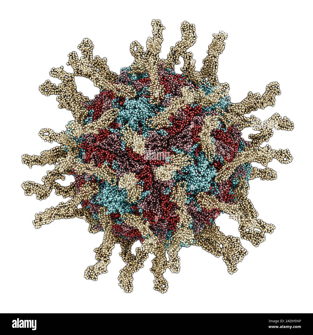 Human poliovirus particle. Computer model of the capsid of the human ...