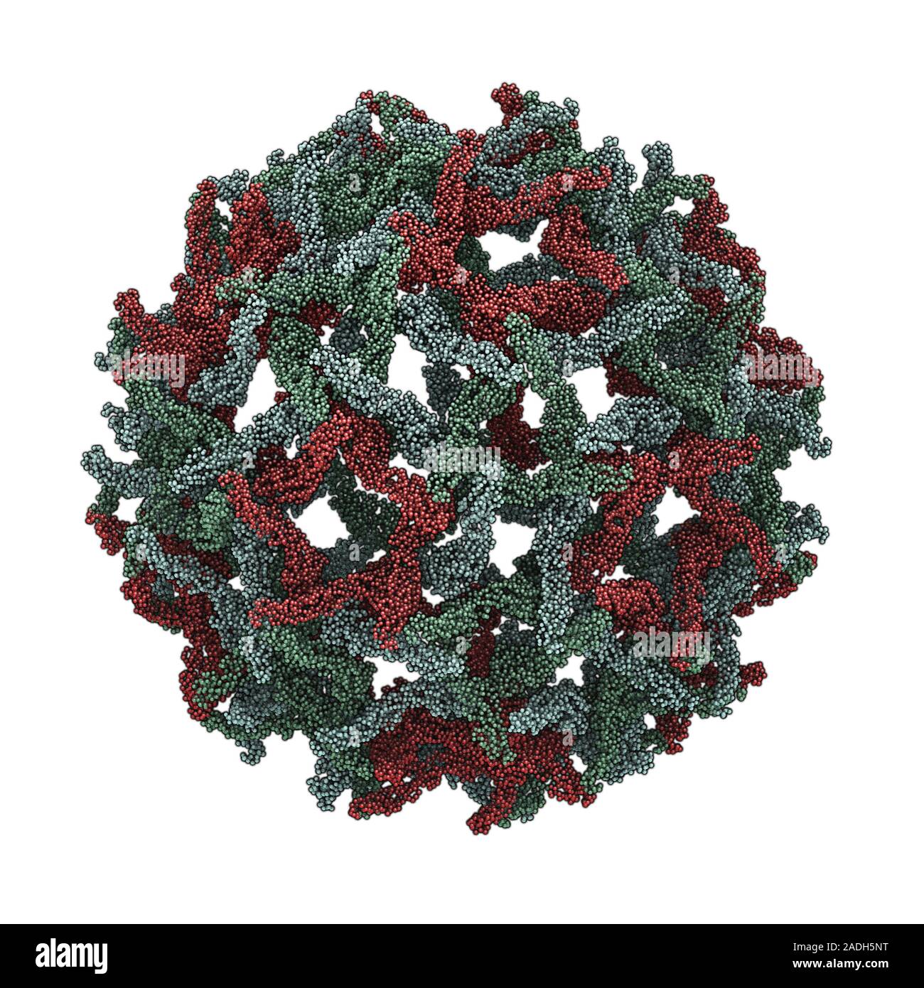 Immature West Nile virus. Computer model showing the molecular ...