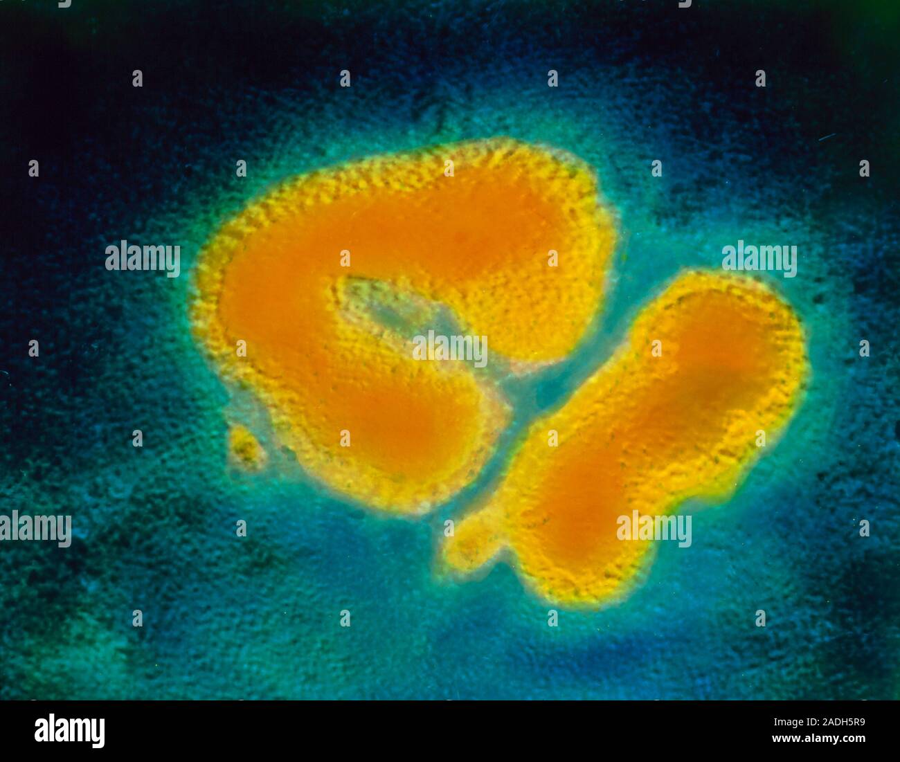 False-colour transmission electron micrograph (TEM) of influenza virus ...