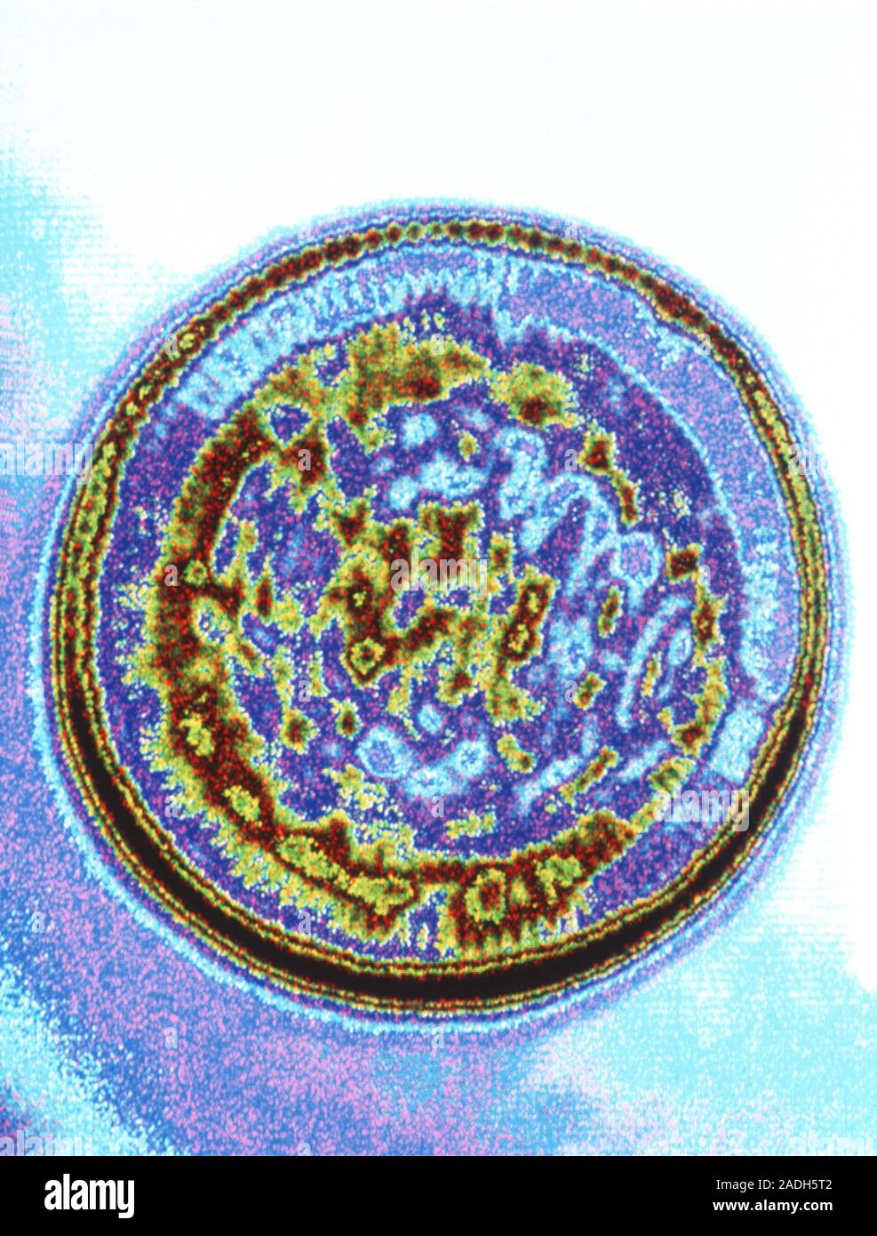 Common cold virus. Computer graphic image showing a rhinovirus particle ...