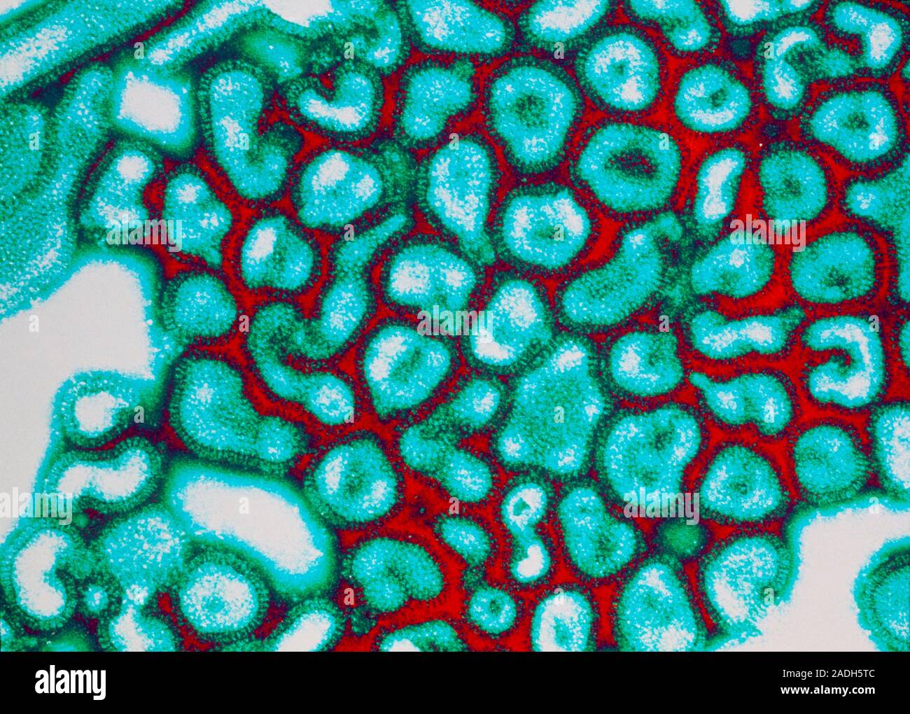 Influenza virus. Coloured Transmission Electron Micrograph (TEM) of a ...