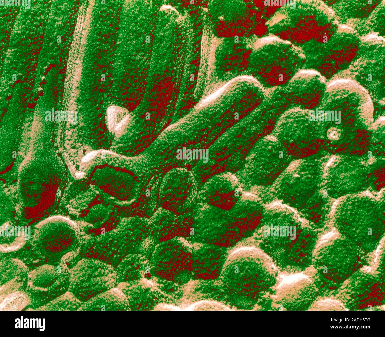 Influenza A virus. Coloured Transmission Electron Micrograph (TEM) of a ...