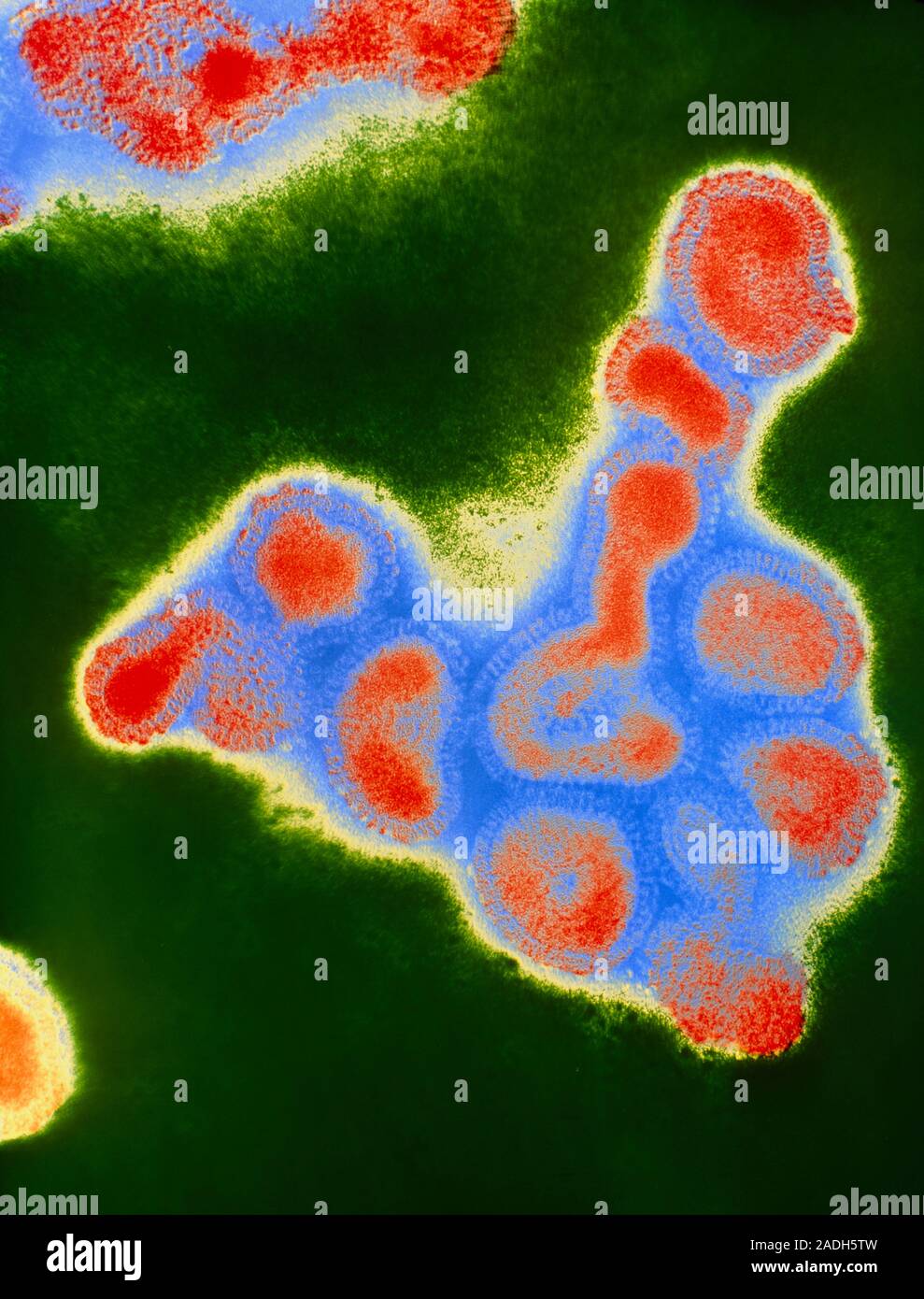 Influenza virus. Colour transmission electron micrograph (TEM) of a ...
