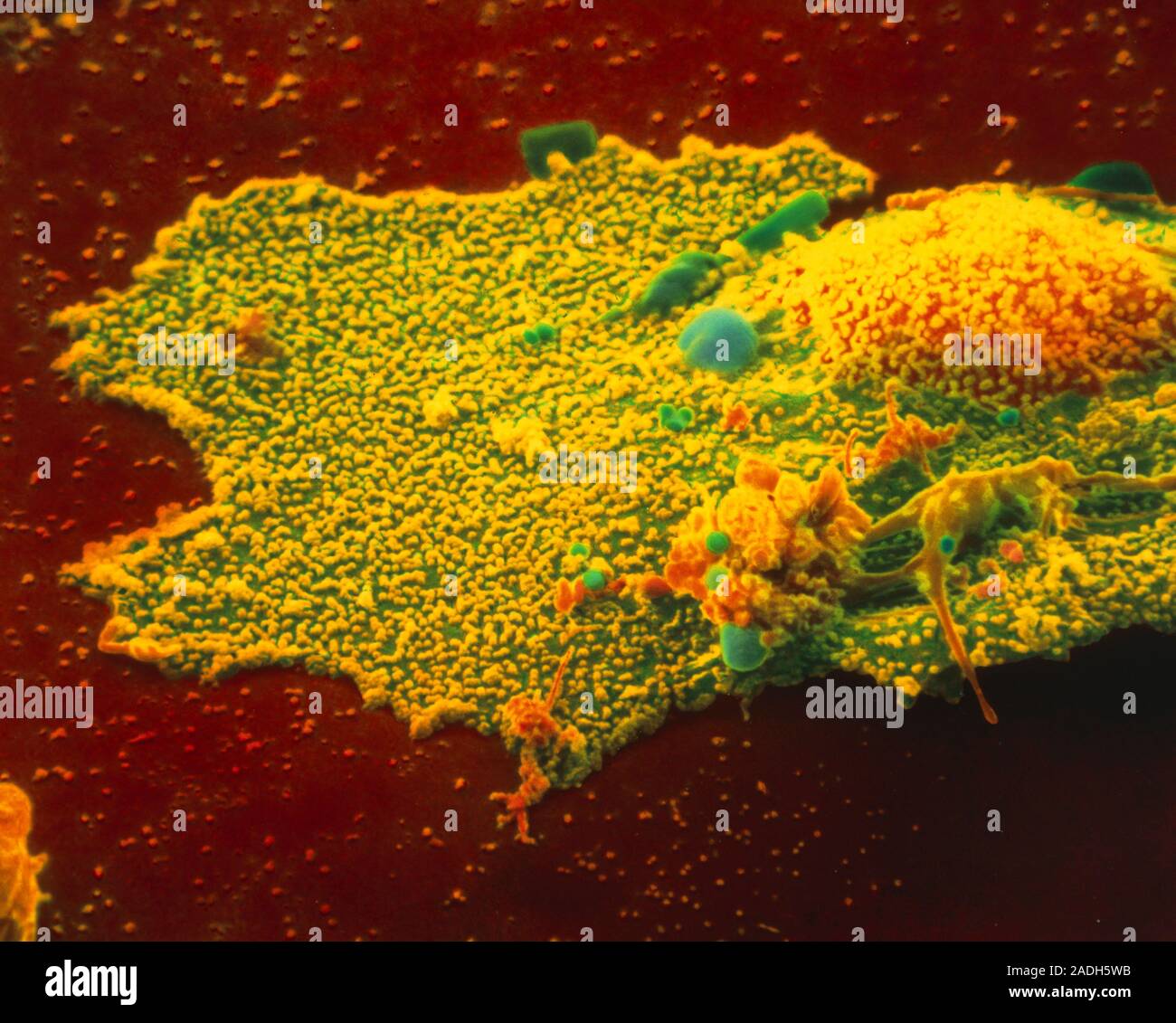 Influenza viruses in cell. Coloured scanning electron micrograph (SEM ...