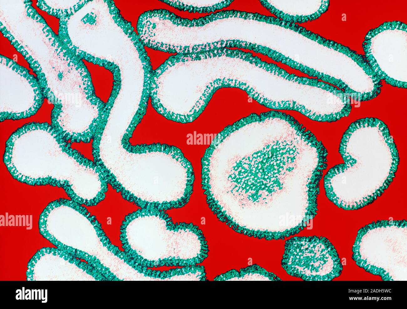 Influenza viruses. Coloured Transmission Electron Micrograph (TEM) of a ...