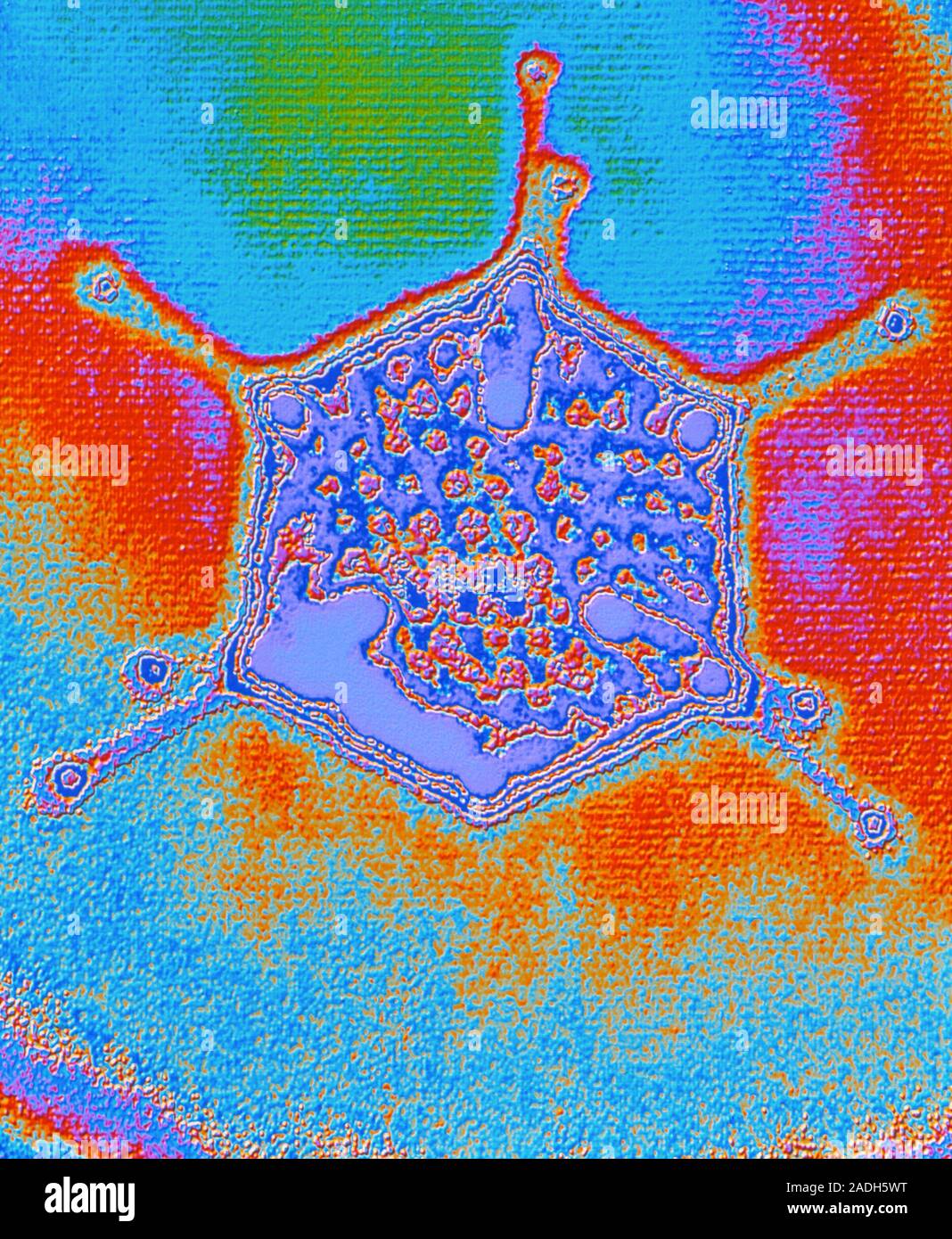 Adenovirus. Computer graphic based on a transmission electron ...