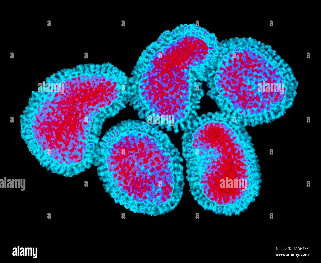 Influenza viruses. Coloured transmission electron micrograph (TEM) of influenza (flu) viruses ...