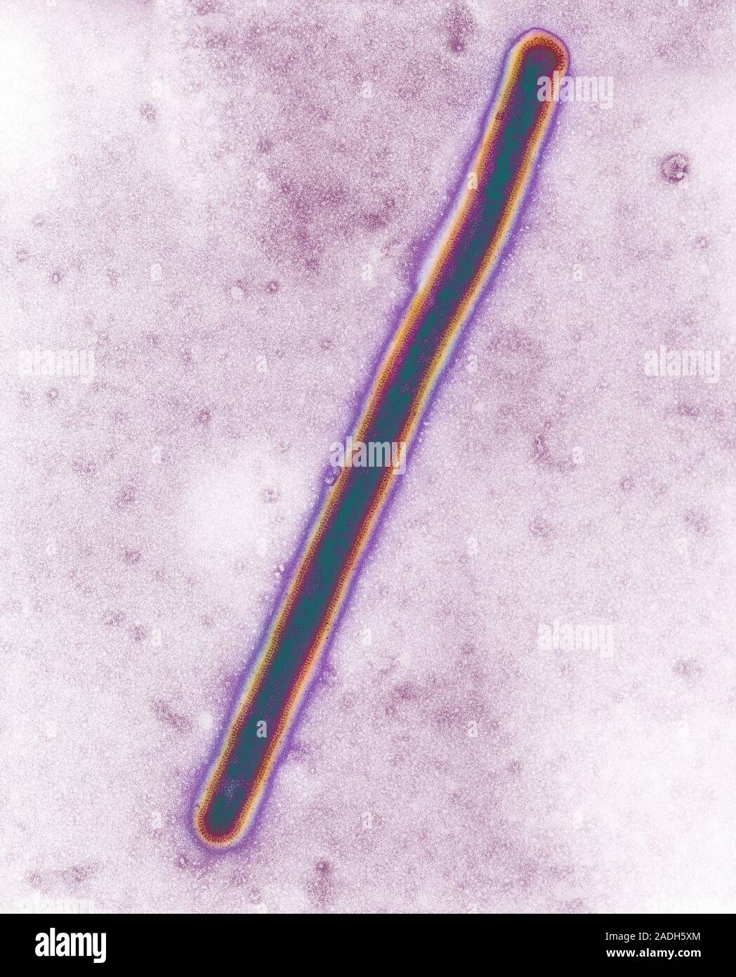 Influenza virus. Coloured transmission electron micrograph (TEM) of a ...