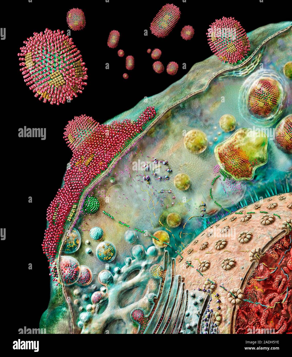 This image may not be used in educational posters Influenza virus life ...