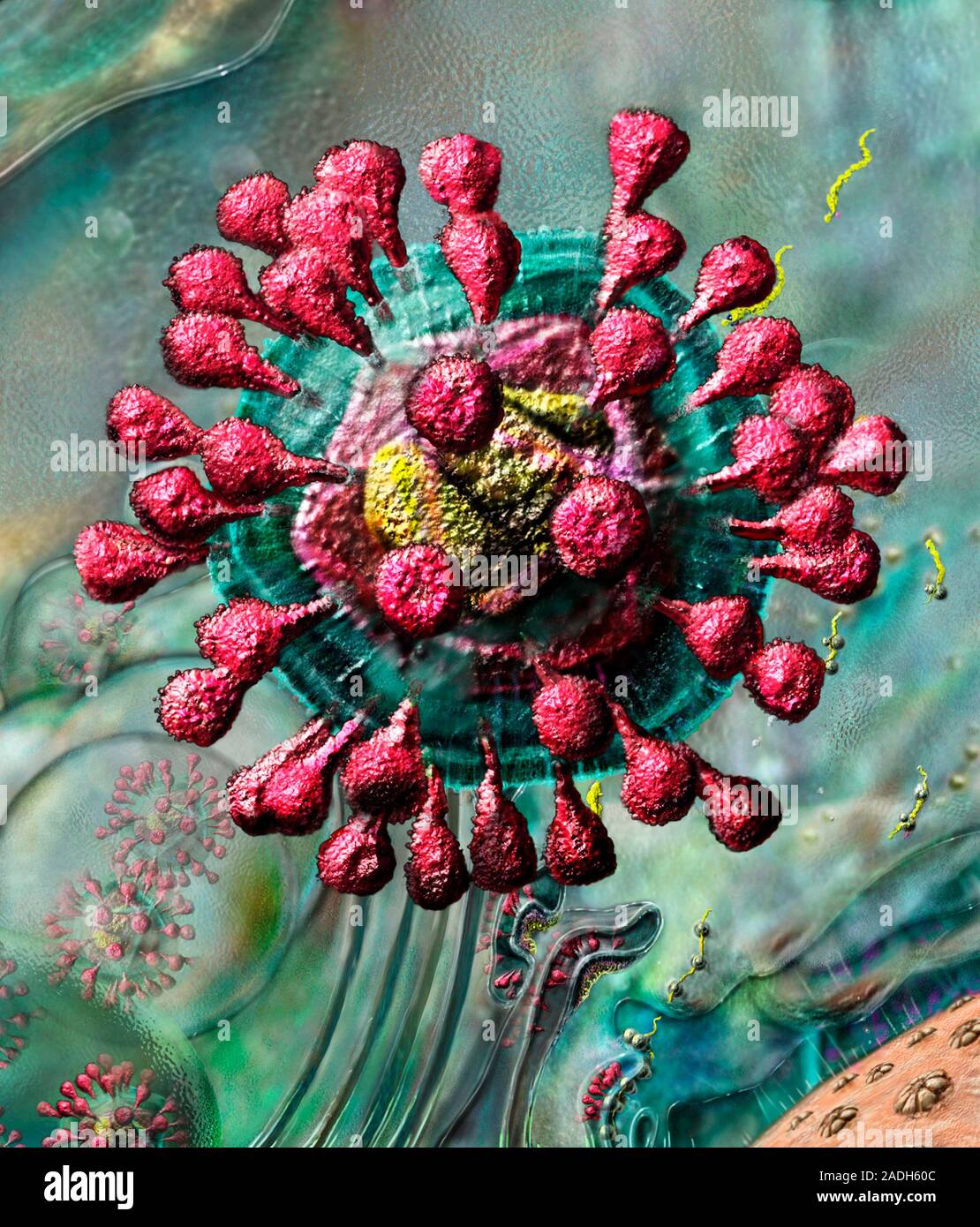 This image may not be used in educational posters SARS virus. Artwork ...