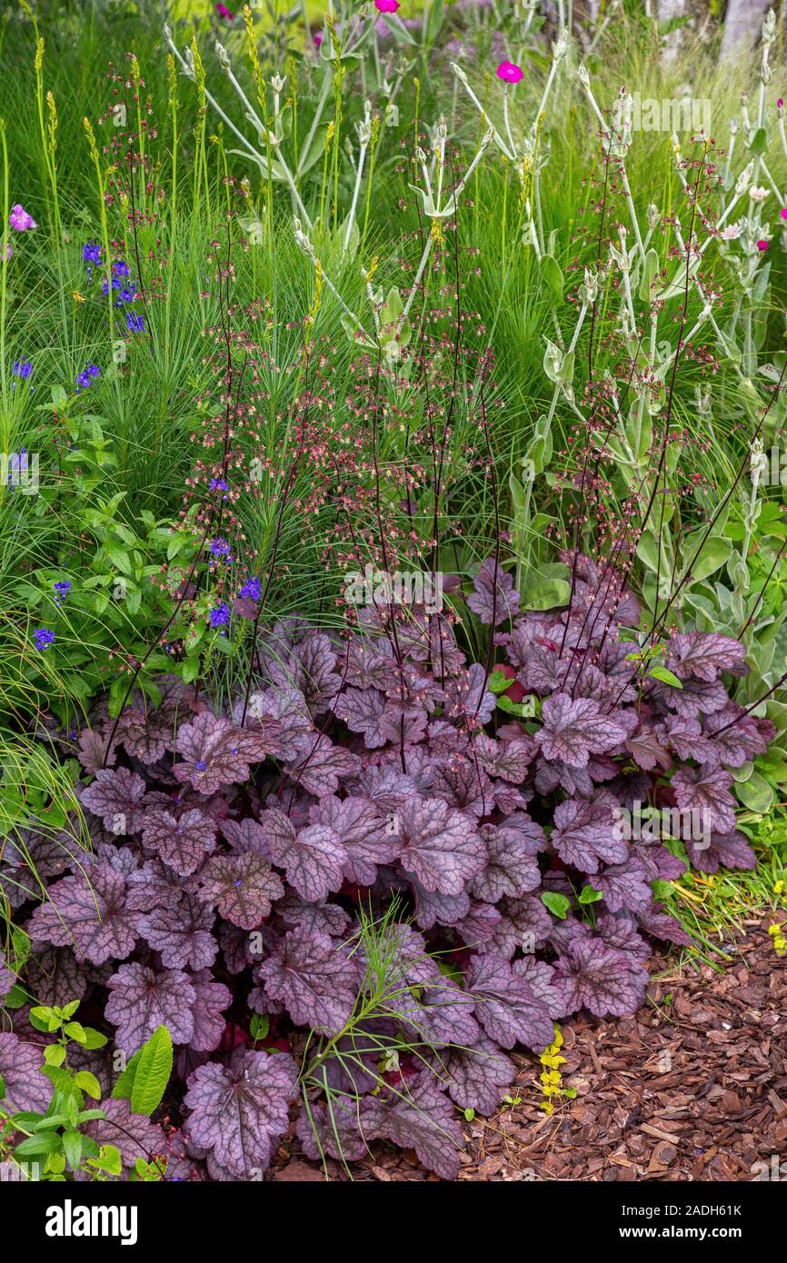 Herbaceous border with Heuchera 'Plum Royale' Stock Photo - Alamy