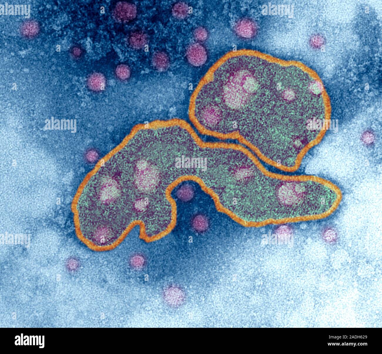 Avian influenza virus, type A strain H5N1, coloured transmission ...