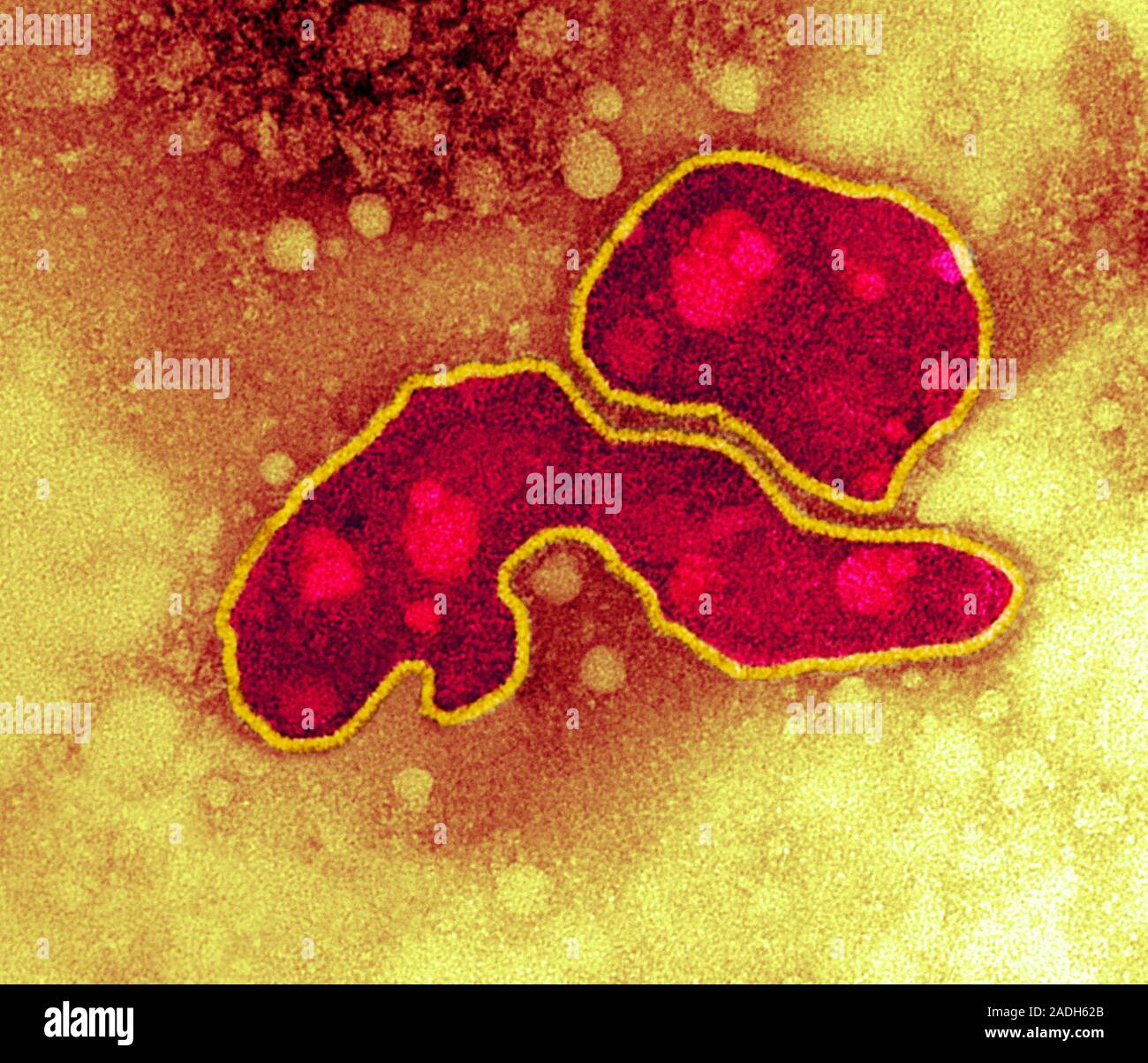 Avian influenza virus, type A strain H5N1, coloured transmission ...