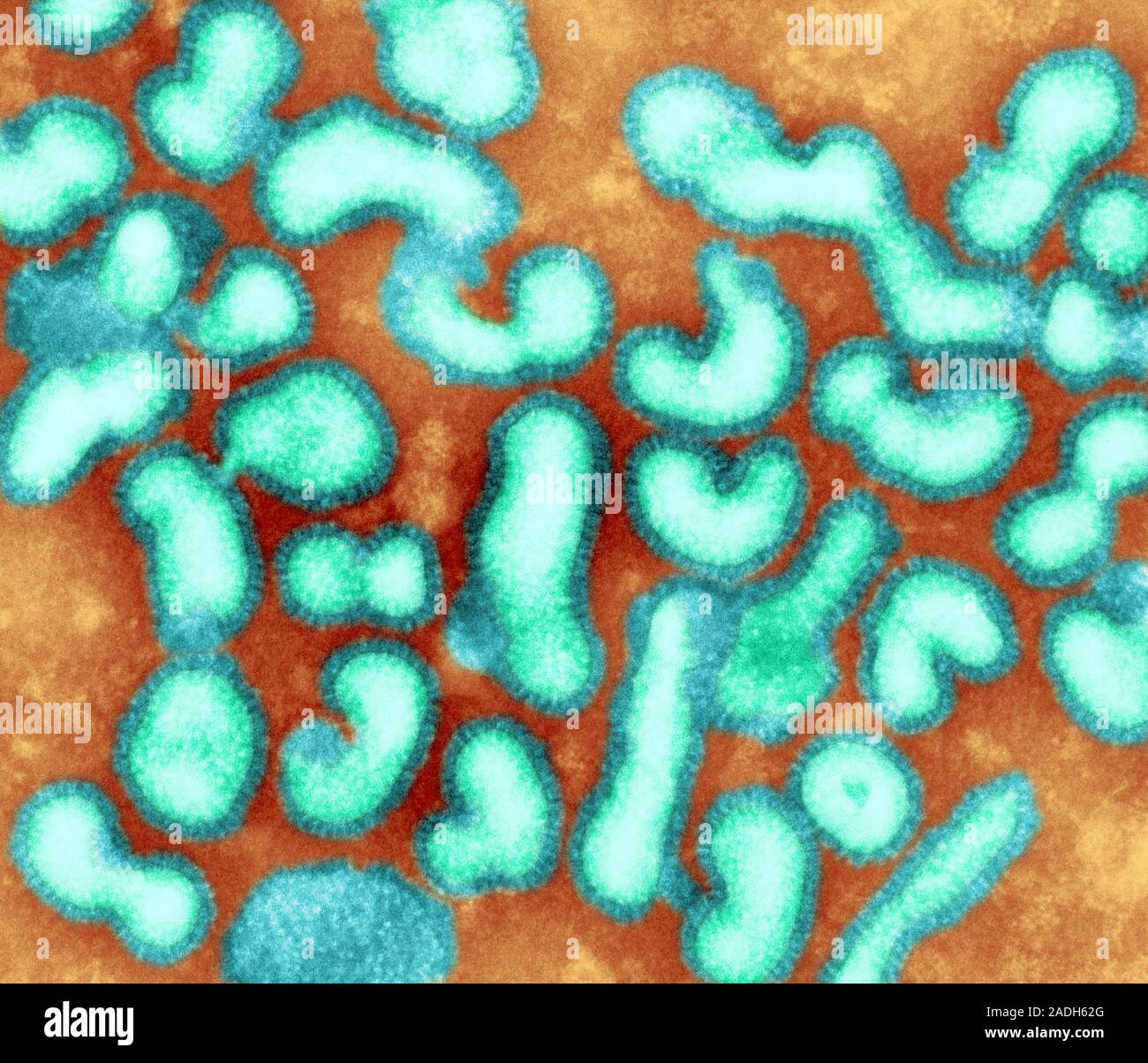 Influenza virus. Coloured transmission electron micrograph (TEM) of a ...