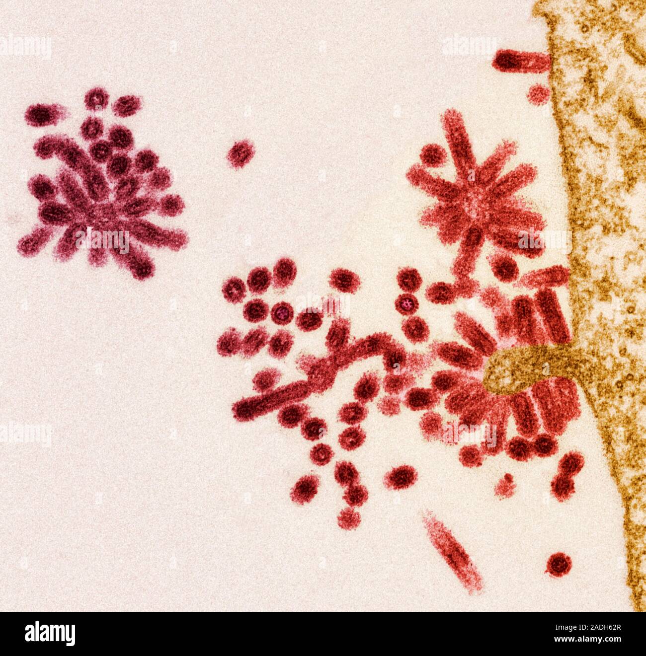 Influenza viruses. Coloured transmission electron micrograph (TEM) of ...