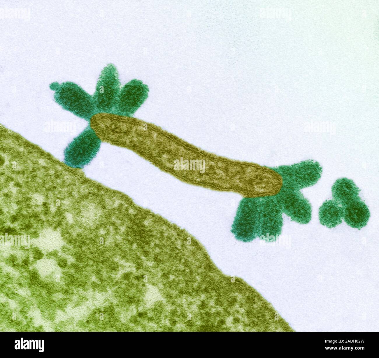 Influenza viruses. Coloured transmission electron micrograph (TEM) of ...