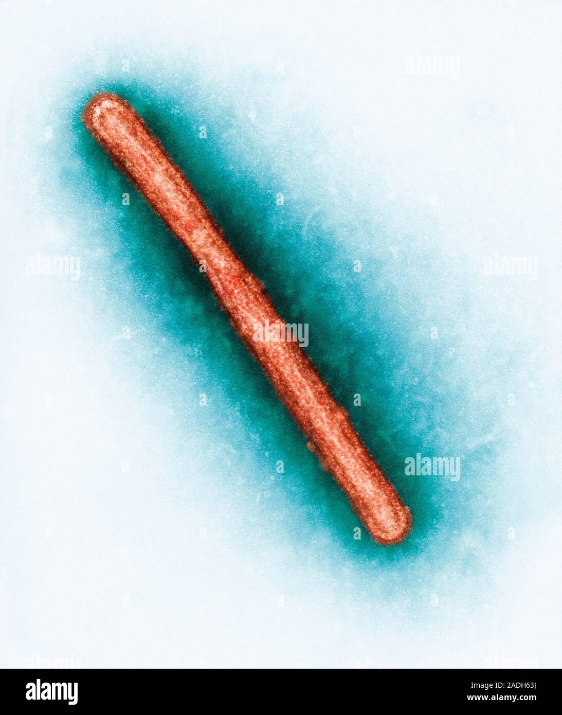 H5N1 avian influenza virus, coloured transmission electron micrograph ...