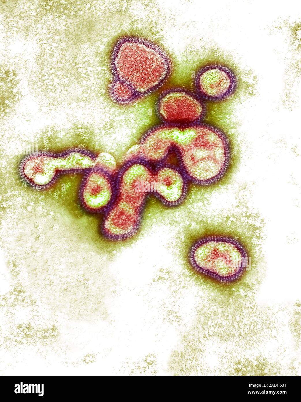 Avian influenza virus, type A strain H5N1, coloured transmission ...