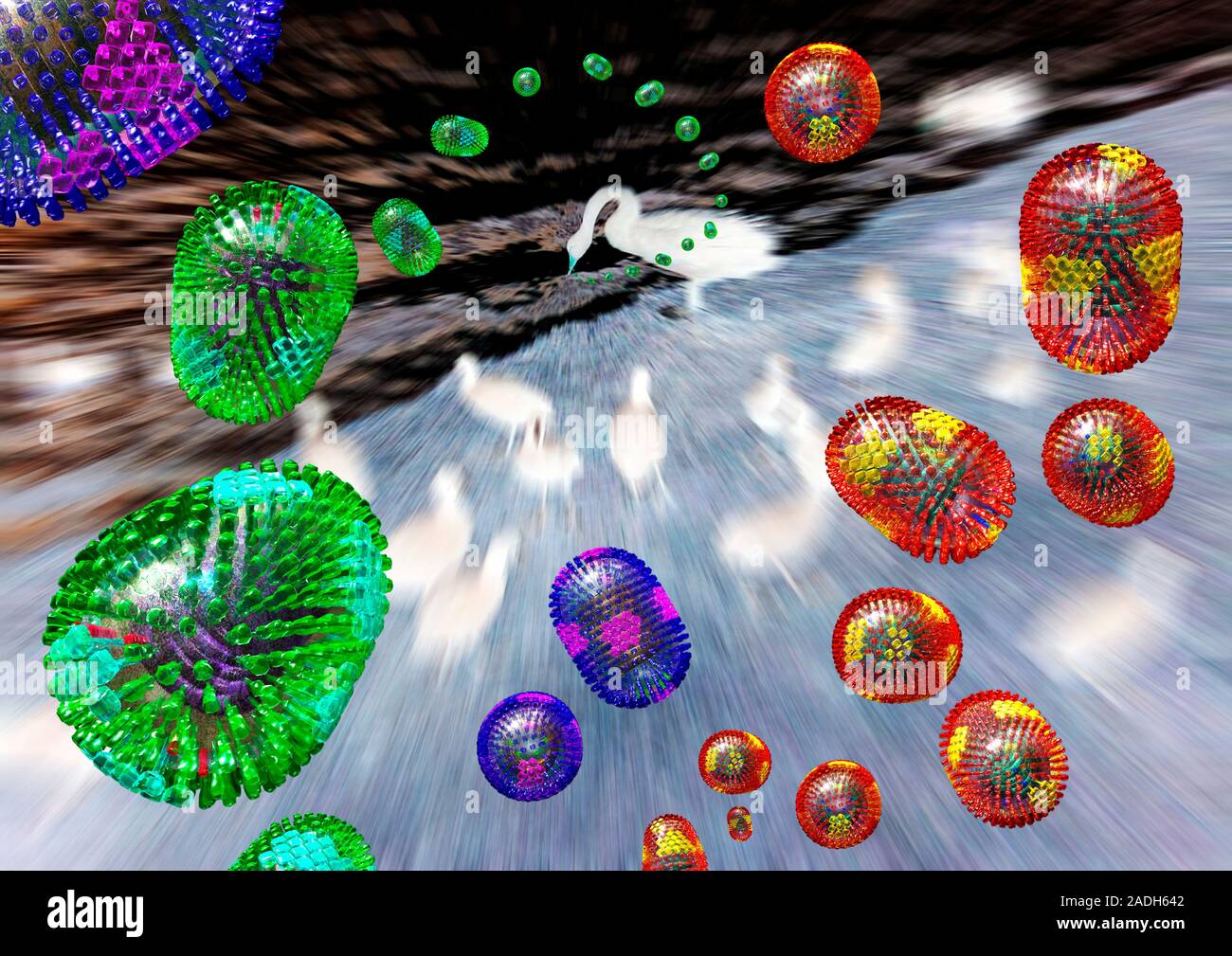 This image may not be used in educational posters Avian and human flu ...