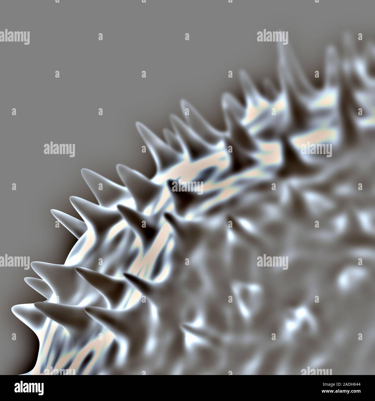 Influenza virus protein spikes. Computer artwork of part of the surface ...