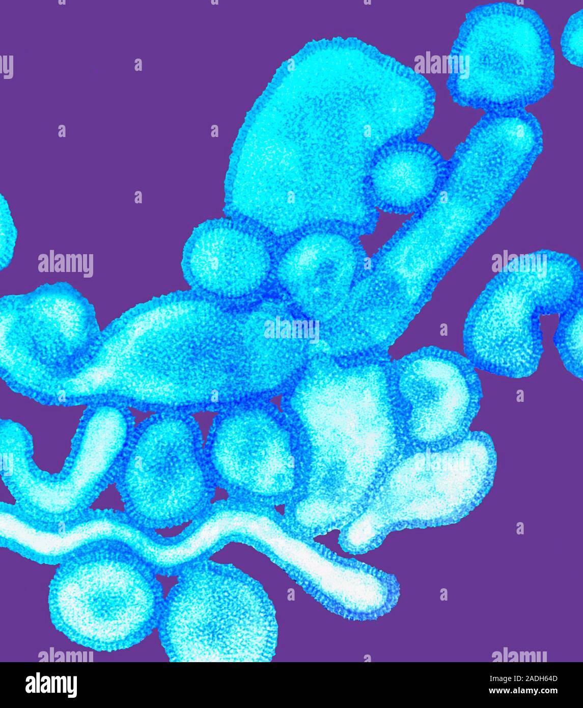 Avian influenza virus, coloured transmission electron micrograph (TEM ...