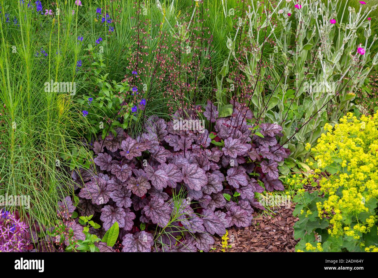 Herbaceous border with Heuchera 'Plum Royale' Stock Photo - Alamy