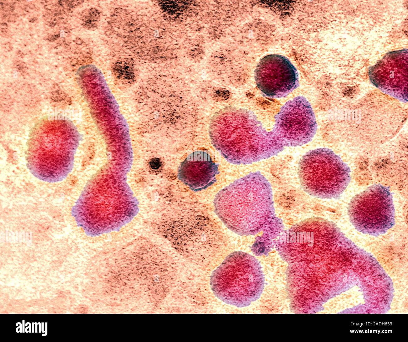 H5N1 avian influenza virus particles, coloured transmission electron ...