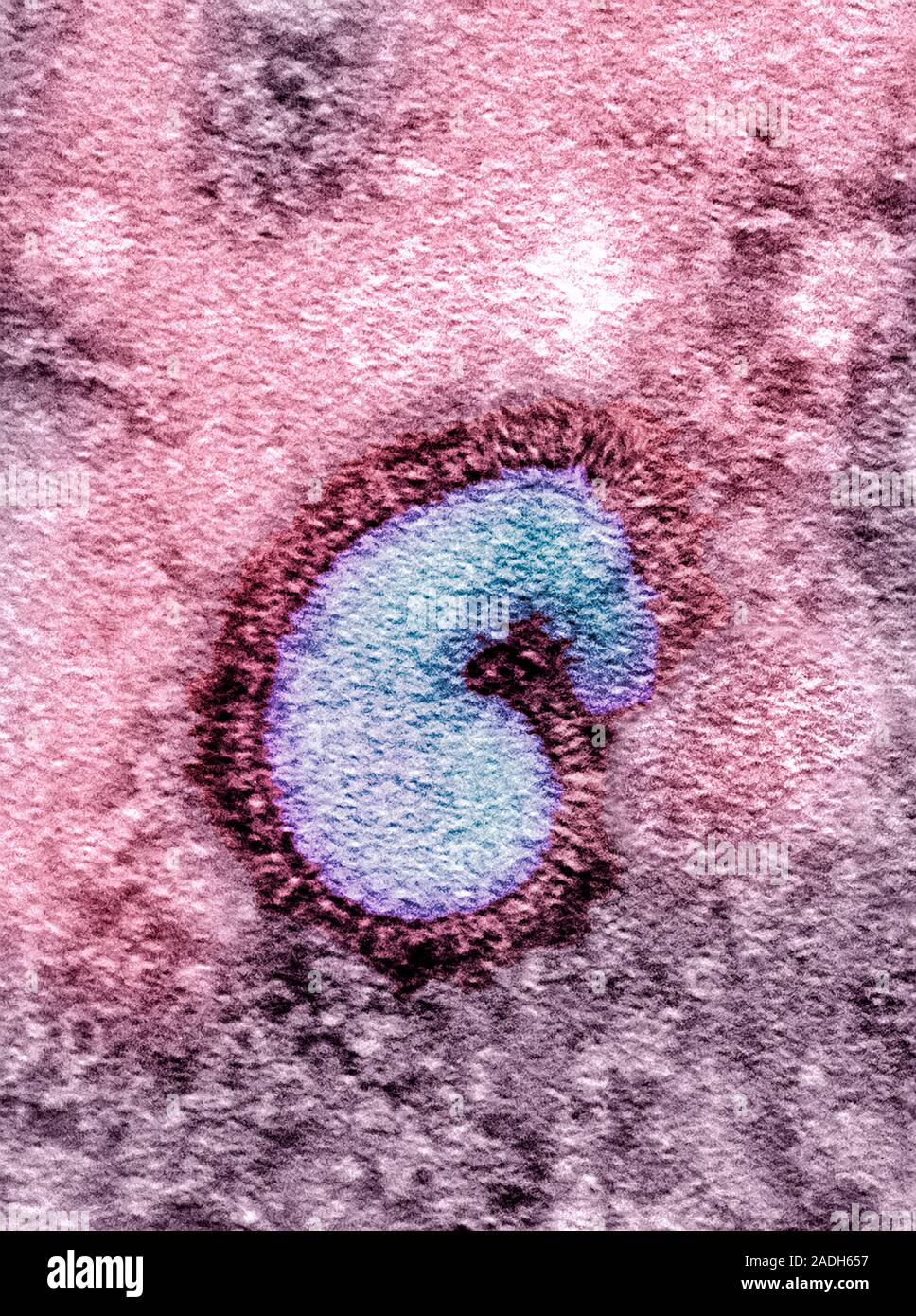 H5N1 avian influenza virus particle, coloured transmission electron ...
