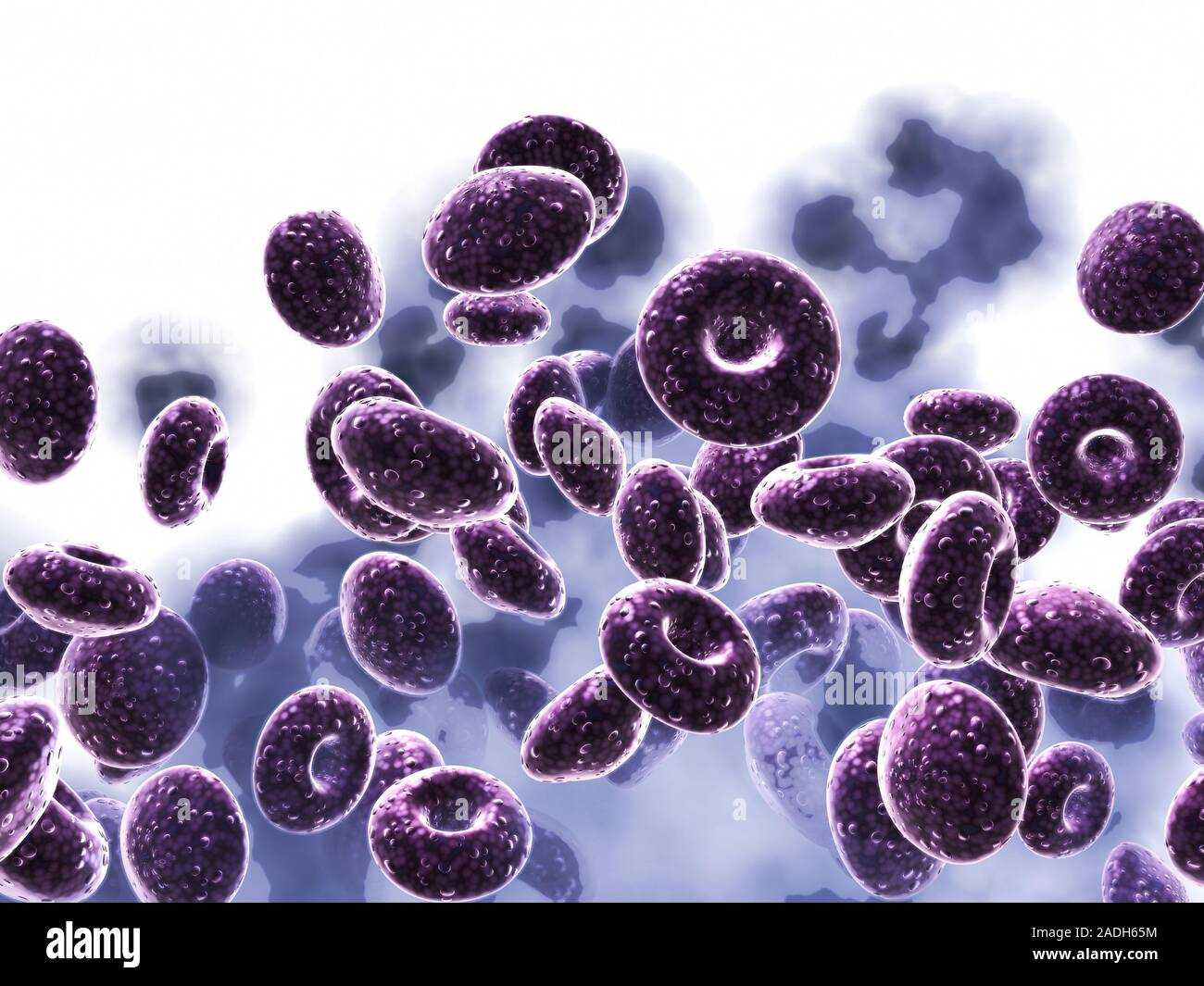 Avian influenza. Computer artwork of H5N1 avian (bird) influenza virus ...