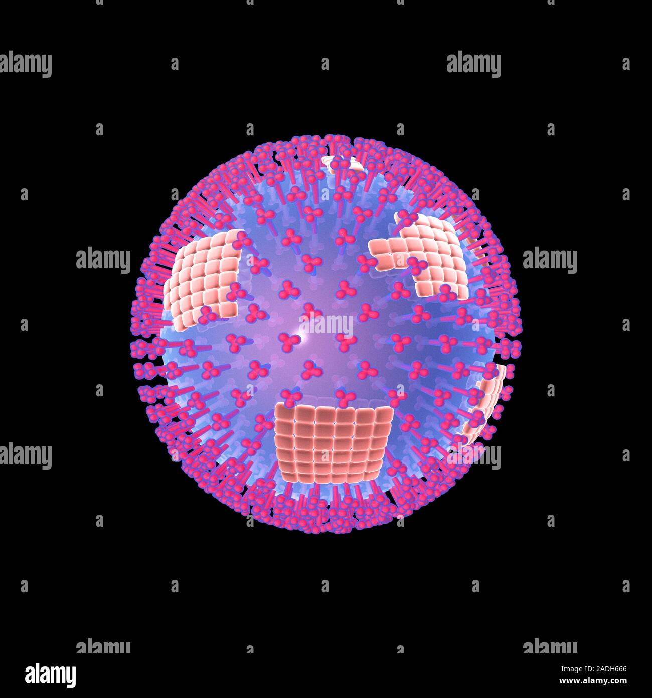 Influenza virus. Computer artwork of an influenza (flu) virus. The ...