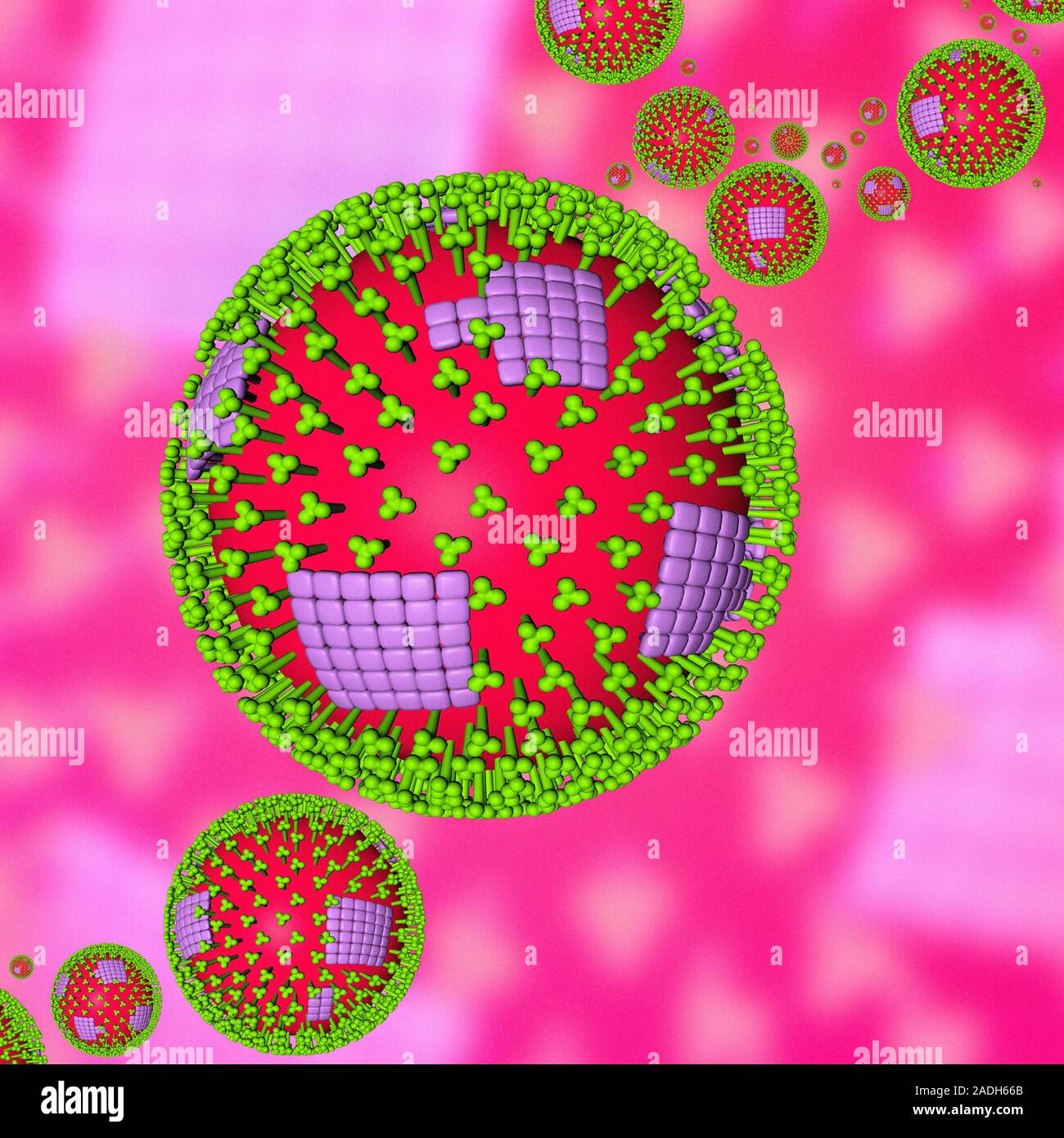 Influenza virus particles. Computer artwork of influenza (flu) virus ...
